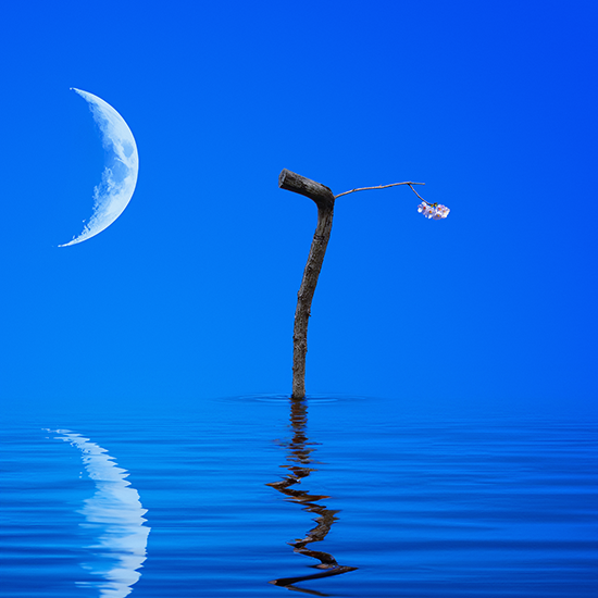 Actual Entity(The Great Cane) - Actual Entity(The Great Cane) - IPXHOP